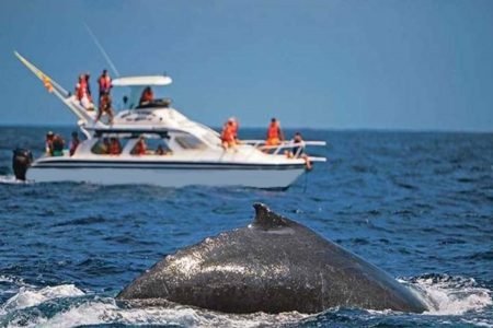 Observación de Ballenas Jorobadas o Yubarta | Excursiones en Samamá